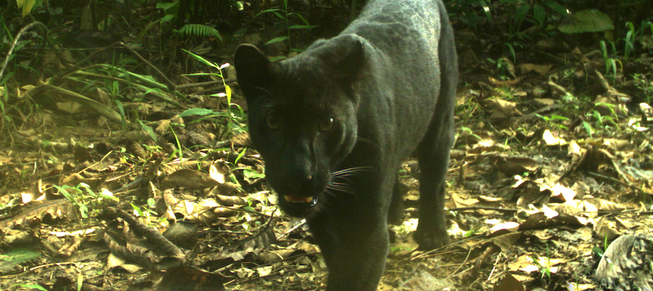 Researchers trick black leopards into showing their spots