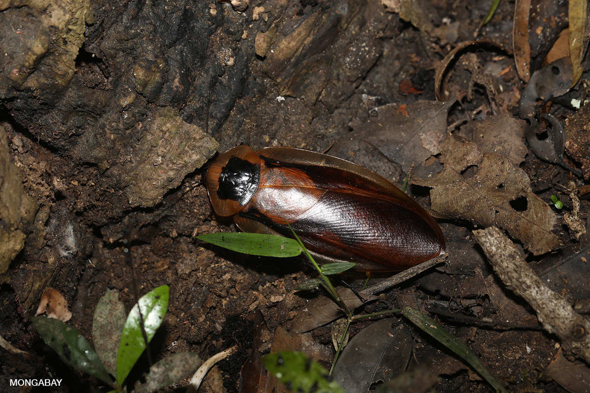 Amazon roach