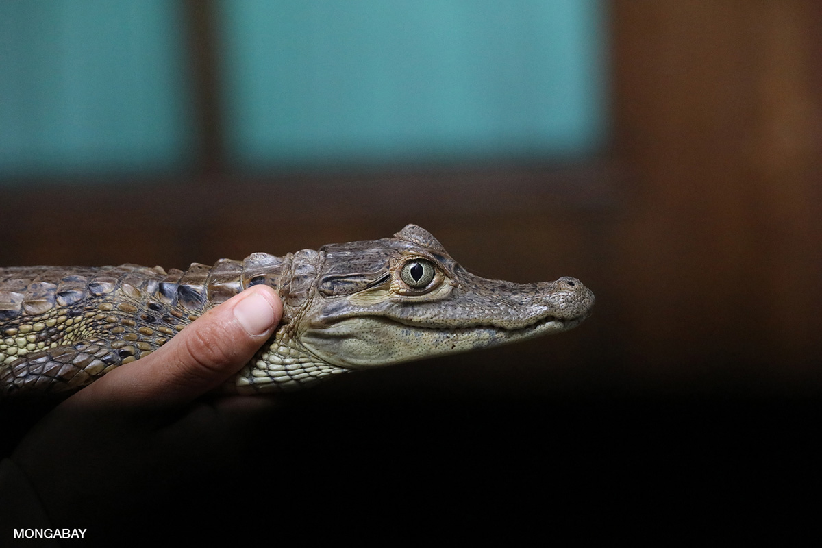 Common caiman (Caiman crocodilus)