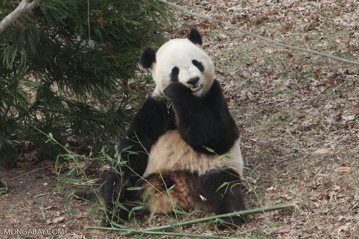 Giant panda (Ailuropoda melanoleuca) in captivity