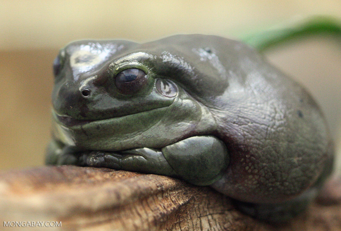 Dumpy Tree Frog (Litoria caerulea)