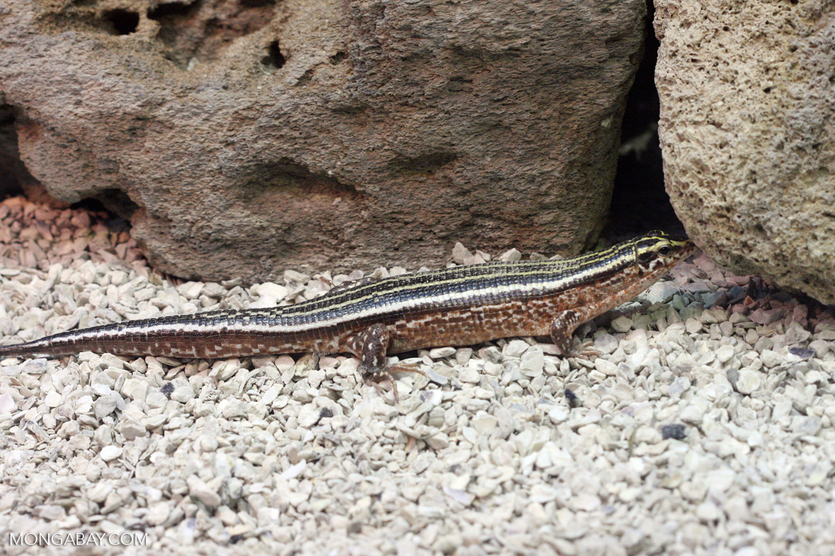 Madagascar plated lizard (Zonosaurus quadrilineatus)