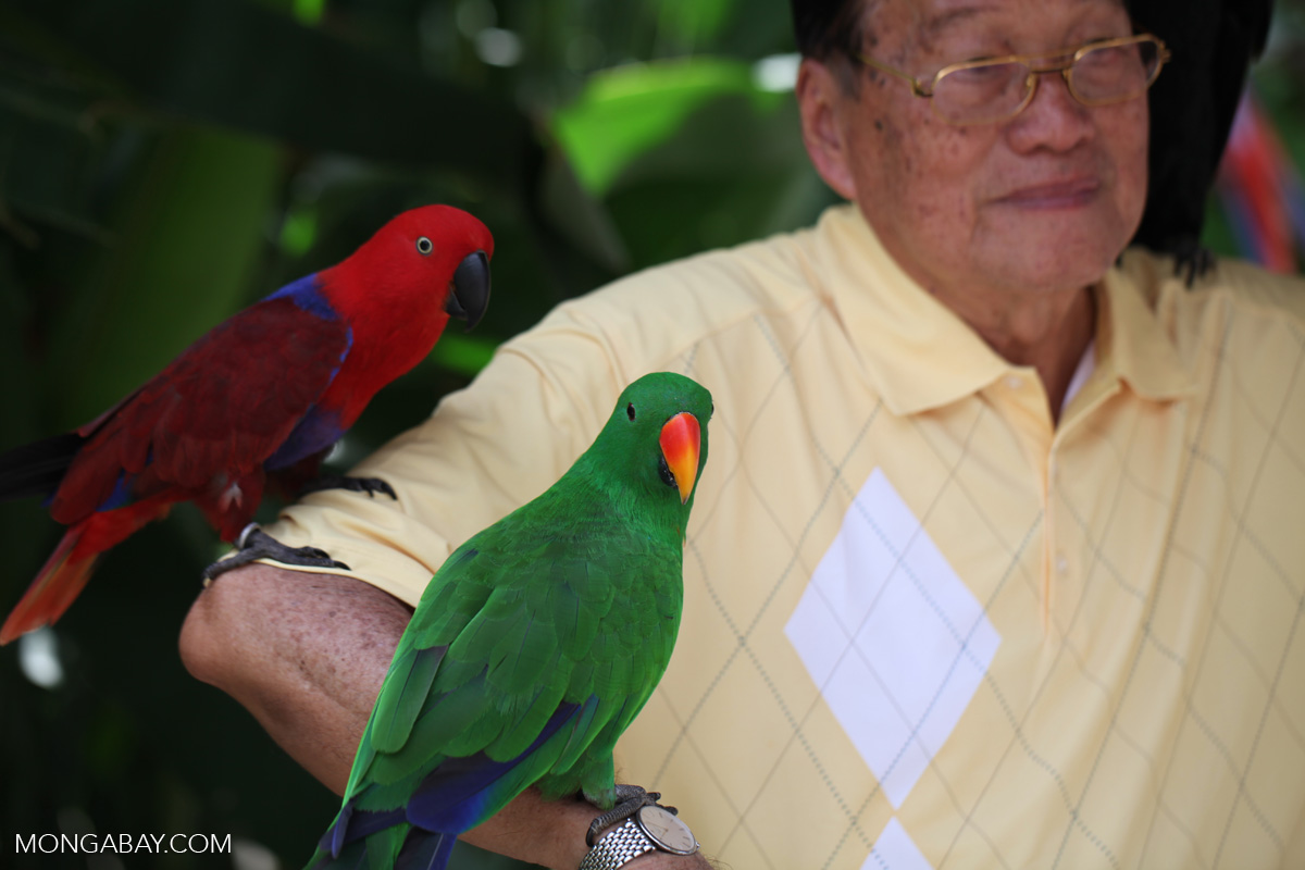 Pair of Eclectus Parrots (Eclectus roratus polychloros) on a tourist