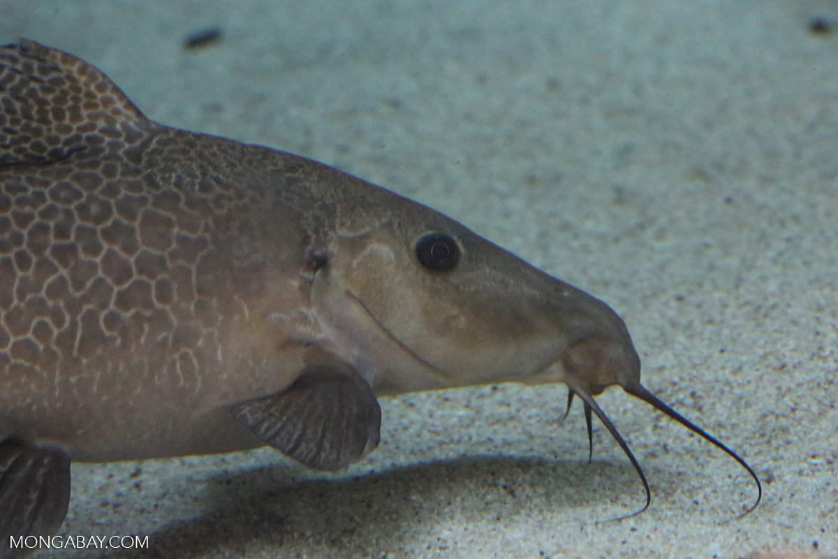 Giraffe catfish
