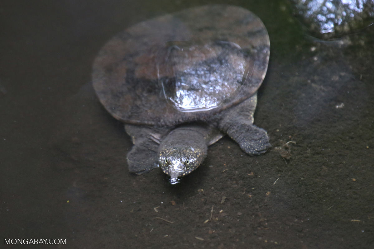Malayan softshell turtle (Dogania subplana)