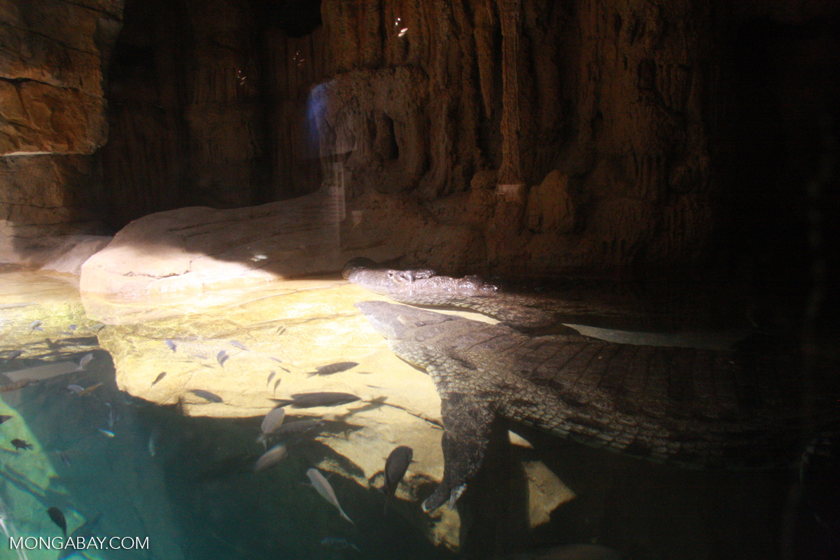 Nile crocodiles in the Madagascar! Cave exhibit at the Bronx Zoo