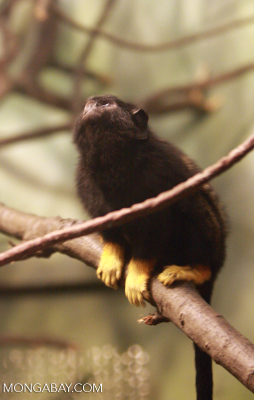 Golden-handed Tamarin (Saguinus midas)