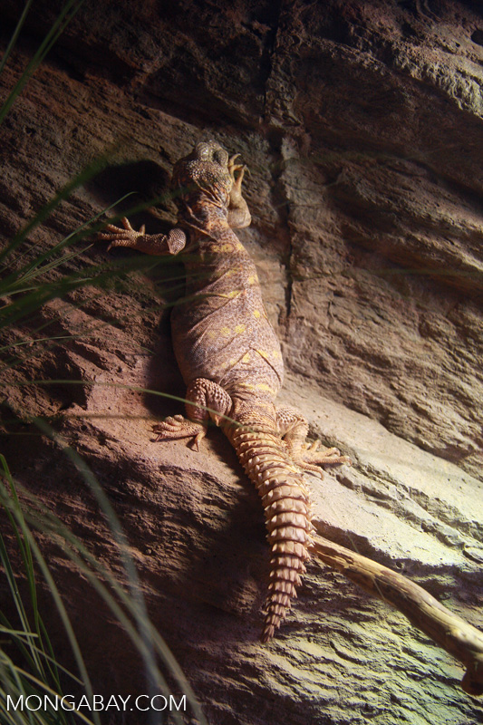 Ornate Dabb spiny-tail lizard (Uromastyx ornatus)