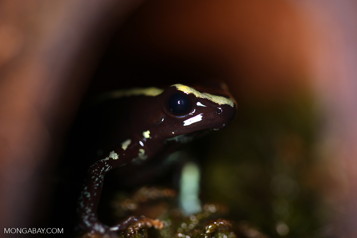 Kokoe poison dart frog (Phyllobates aurotaenia)