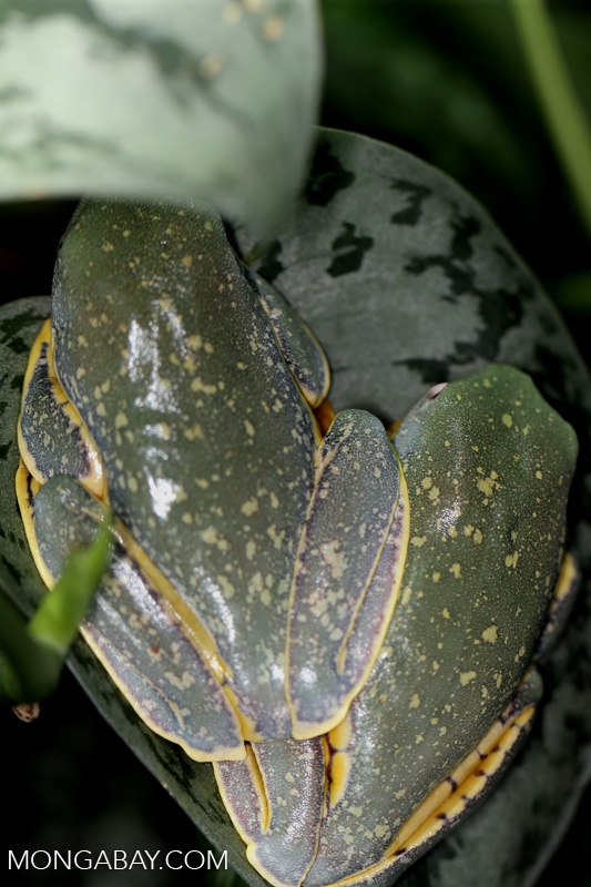 Splendid Tree Frogs looking like a leaf (Cruziohyla calcarifer)