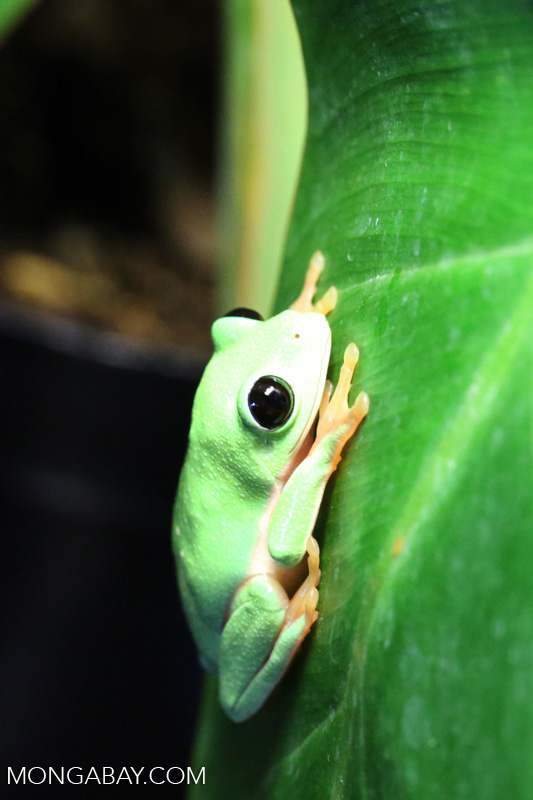 Black-eyed tree Frog (Agalychnis moreletii)