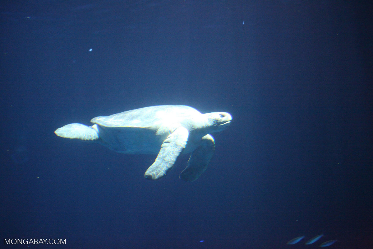 Black sea turtle