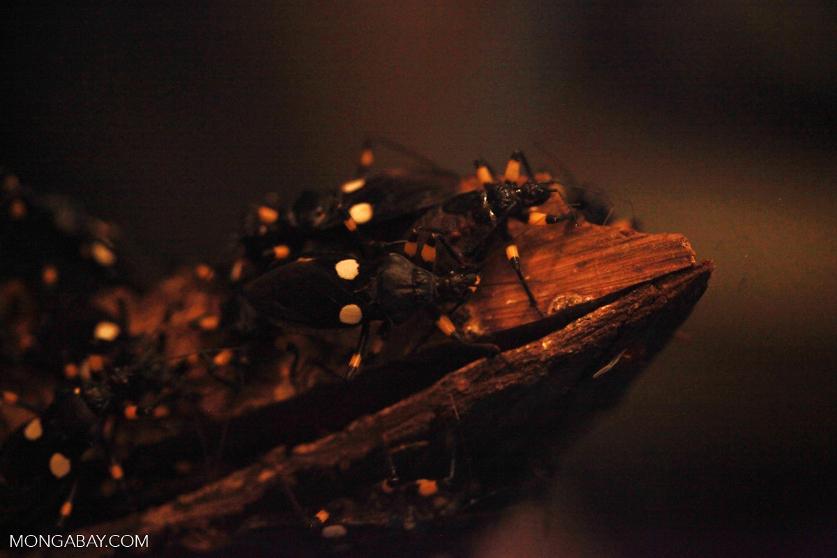 White-eyed Assassin Bug (Platymeris biguttata)