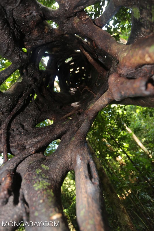 Inside a Strangler fig [australia_daintree_214]