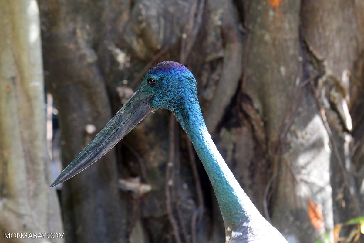 Blue stork [australia_fnq_0766]