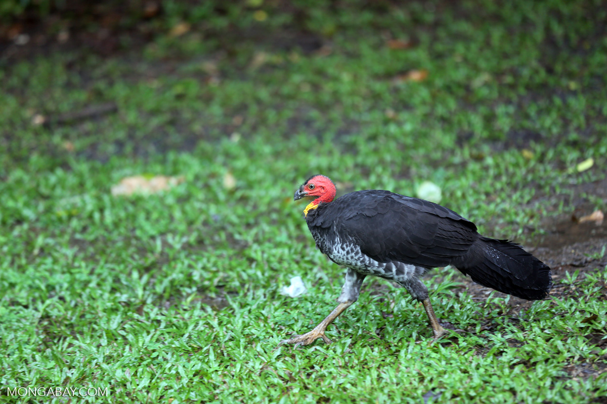Australian bush turkey