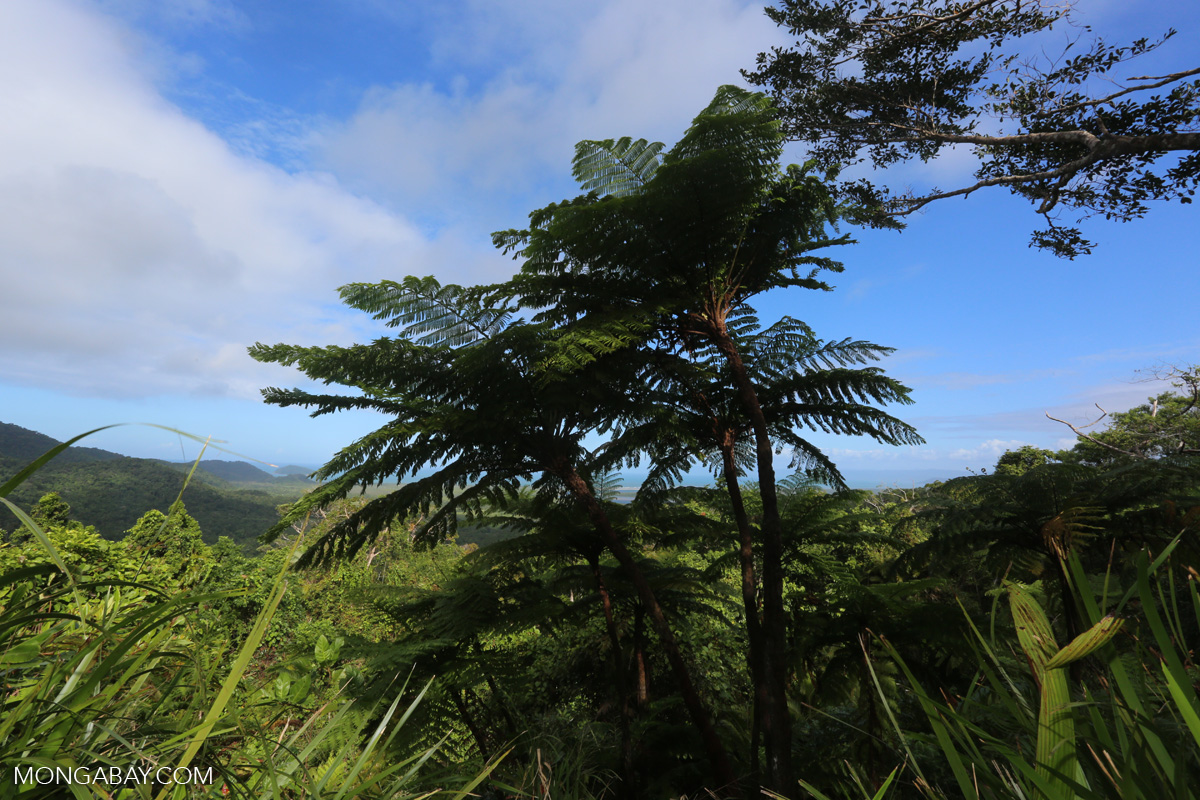 Tree fern at view point in the Daintree [australia_daintree_004]