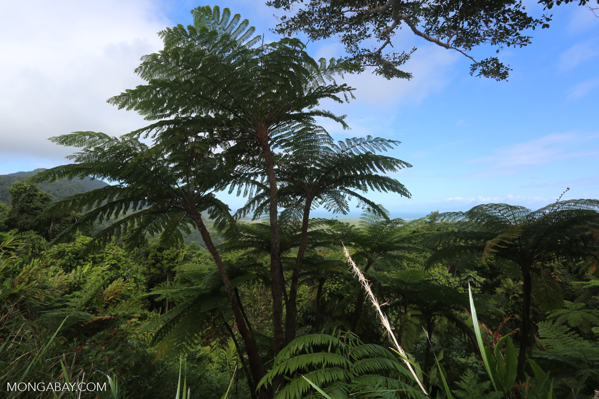 Tree fern at view point in the Daintree [australia_daintree_007]