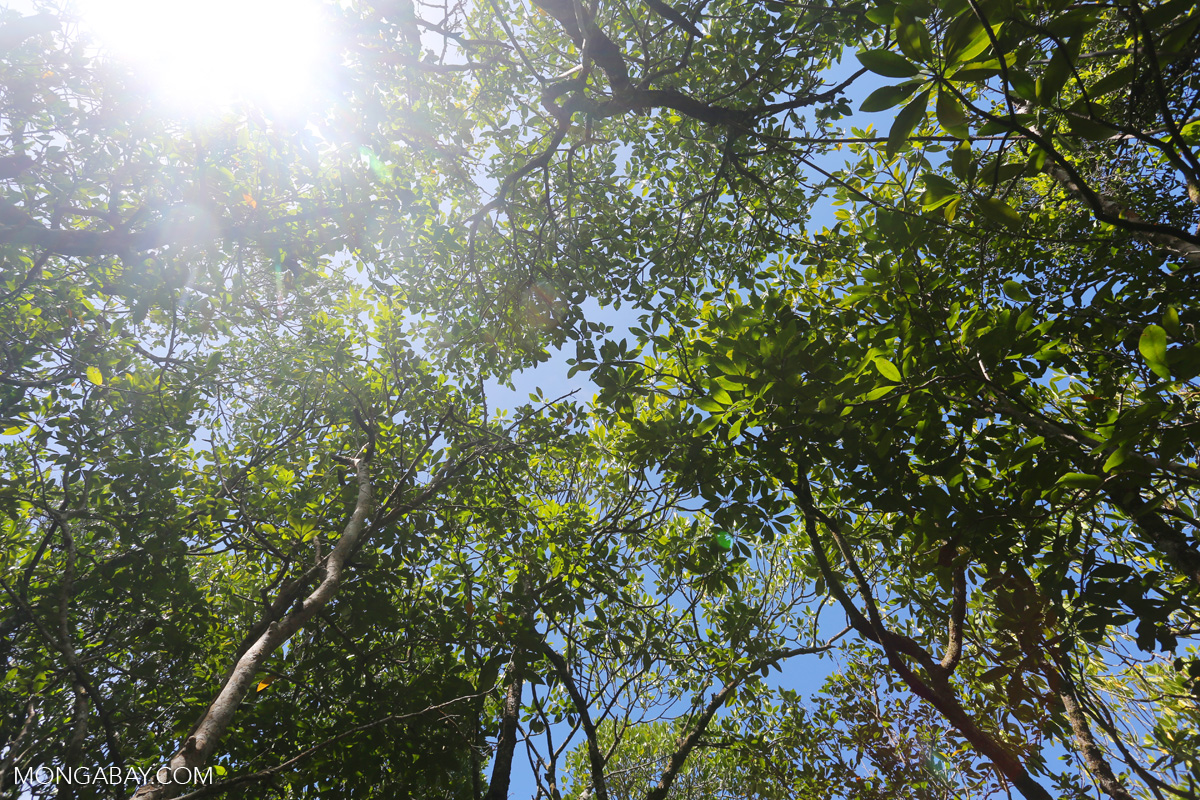 Mangrove canopy