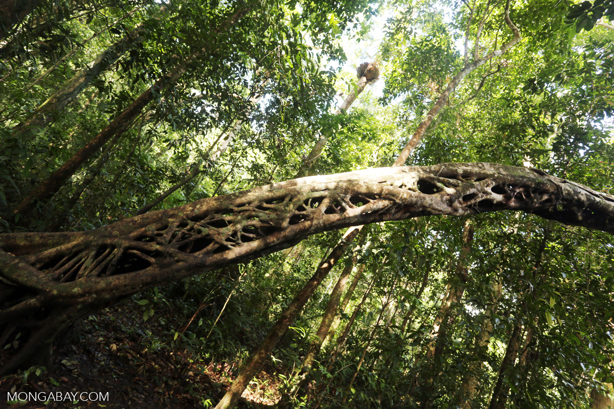 Strangler fig [australia_daintree_212]