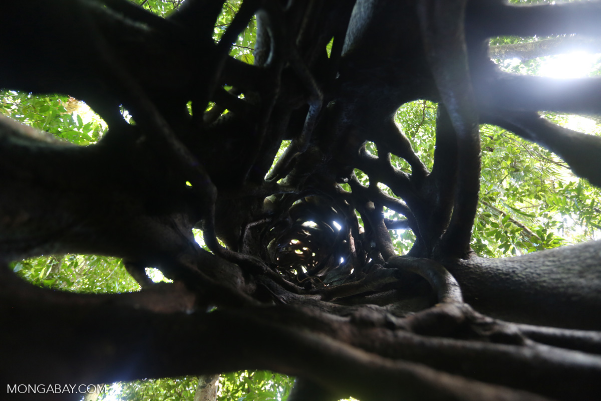 Inside a Strangler fig [australia_daintree_216]