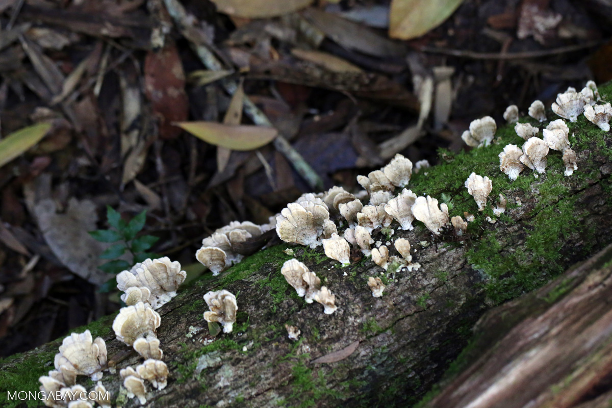 White fungi
