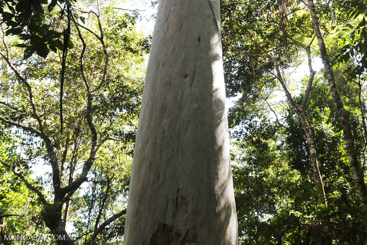 Giant gum tree [australia_fnq_0185]