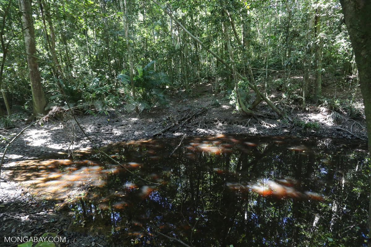 Rainforest pond