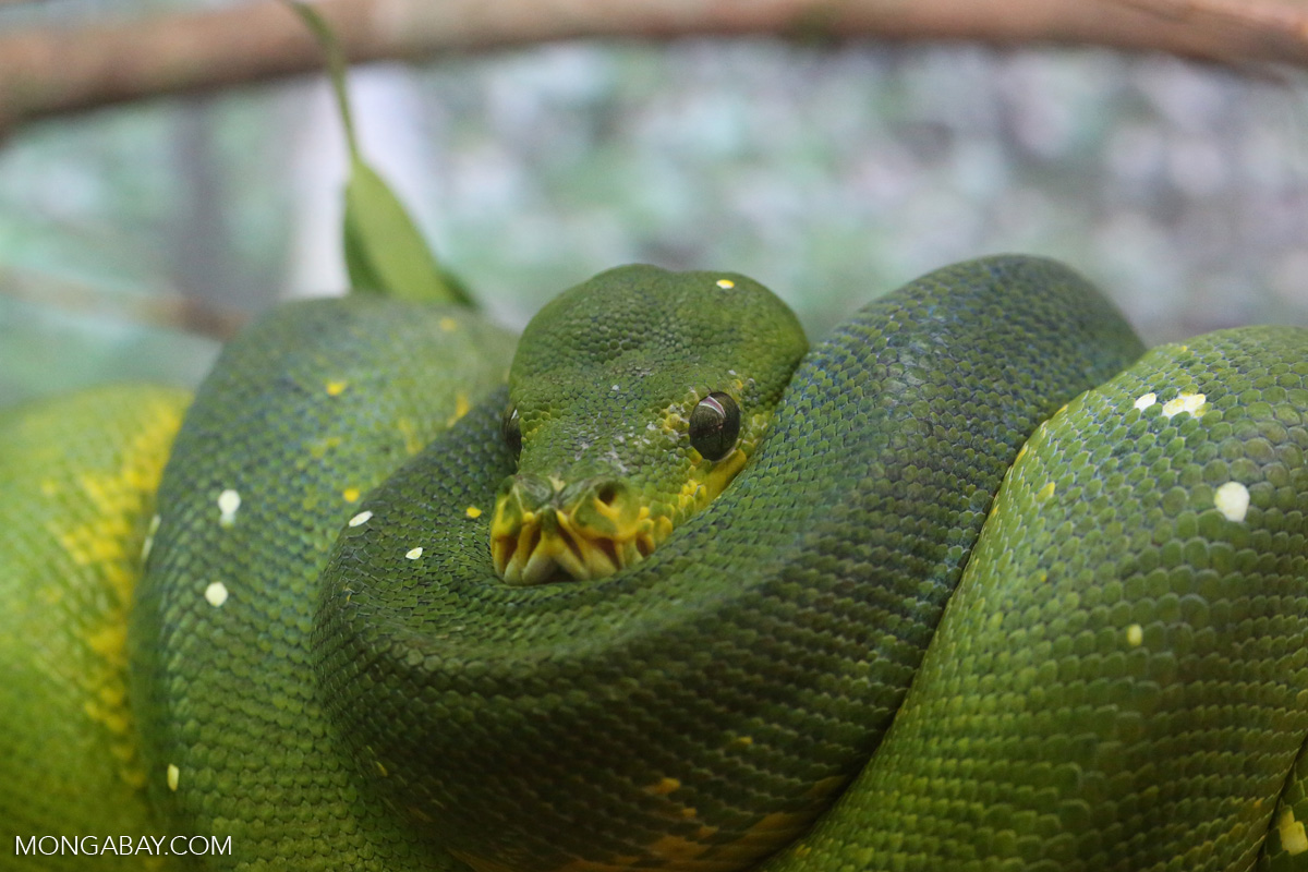 Green python