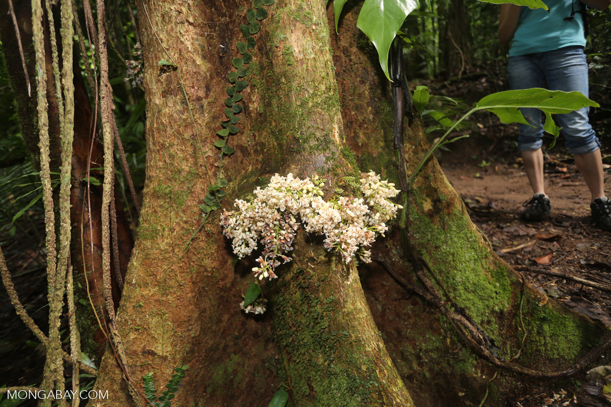White cauliflorous plant [australia_mossman_gorge_082]