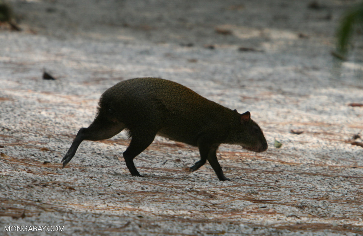 Agouti (Dasyprocta punctata), local name Guatusa