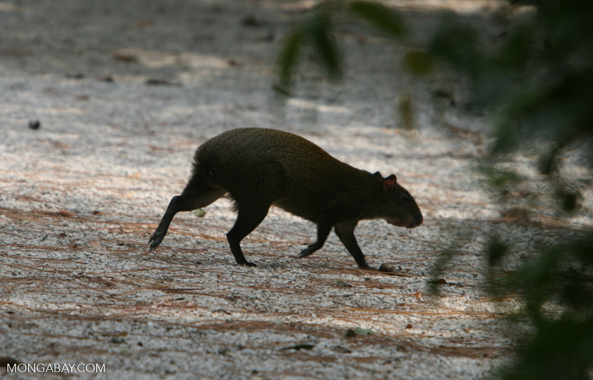 Guatusa (Dasyprocta punctata)