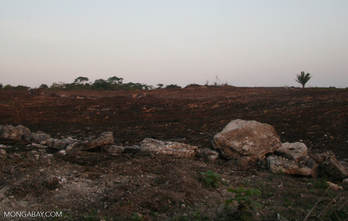 Deforestation in Belize [belize_0442]