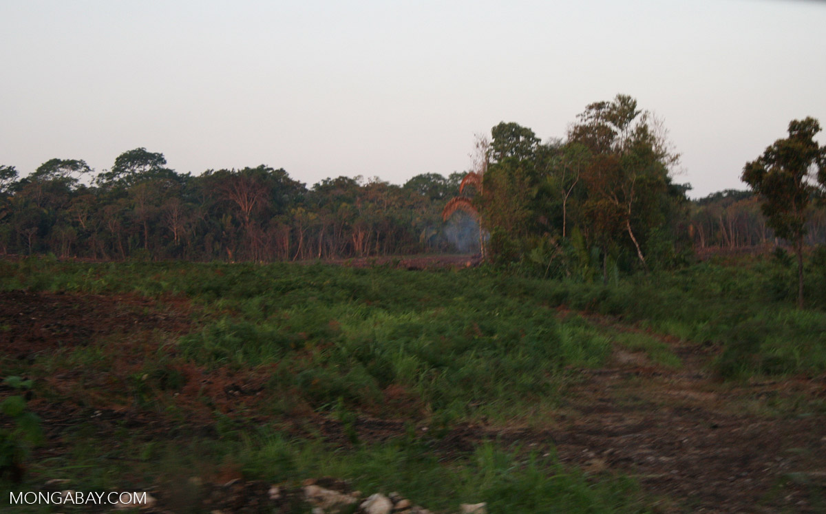 Slash-and-burn forest clearing in Belize [belize_0456]