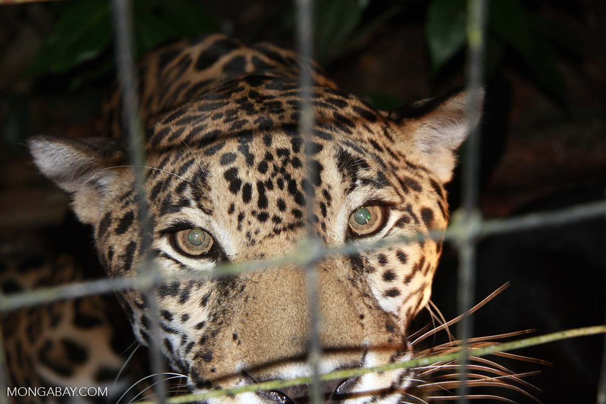 Caged jaguar [belize_6958]