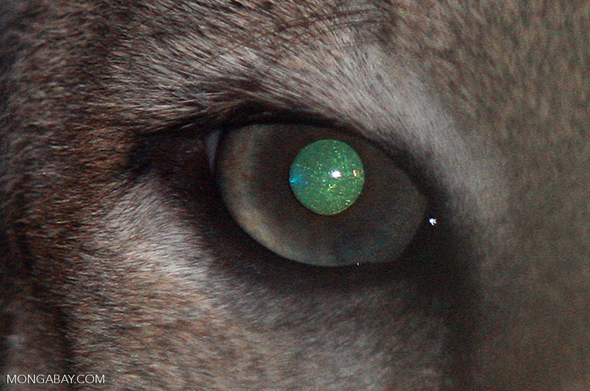 Cougar's eye