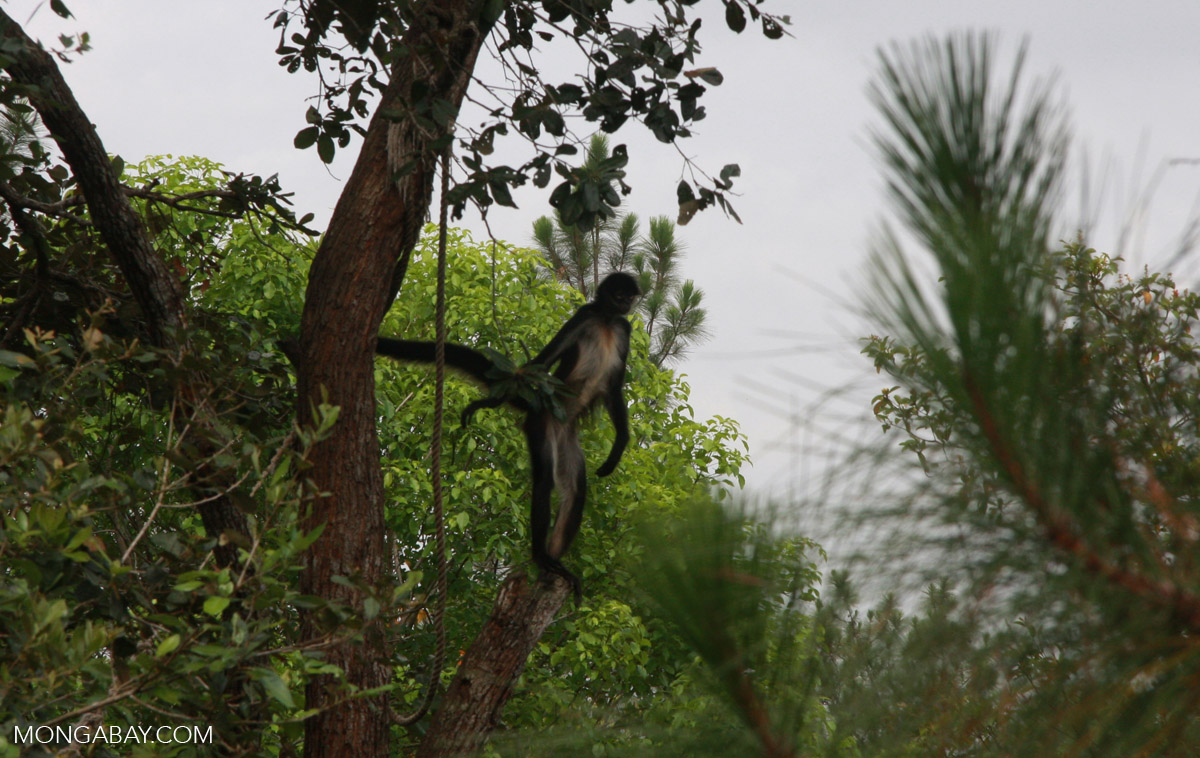 Spider monkey standing