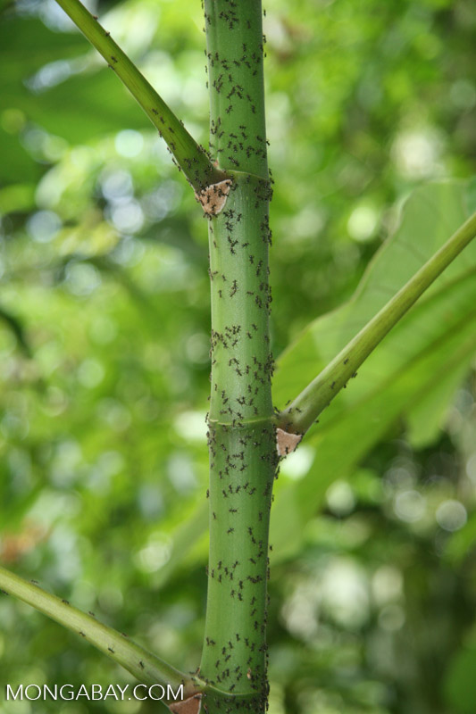 Azteca ants defending the Cecropia tree as part of a symbiotic relationship