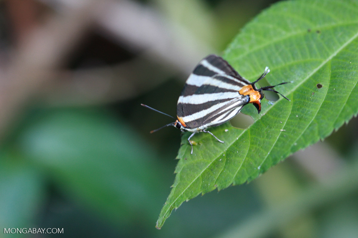 Butterfly [belize_8335]