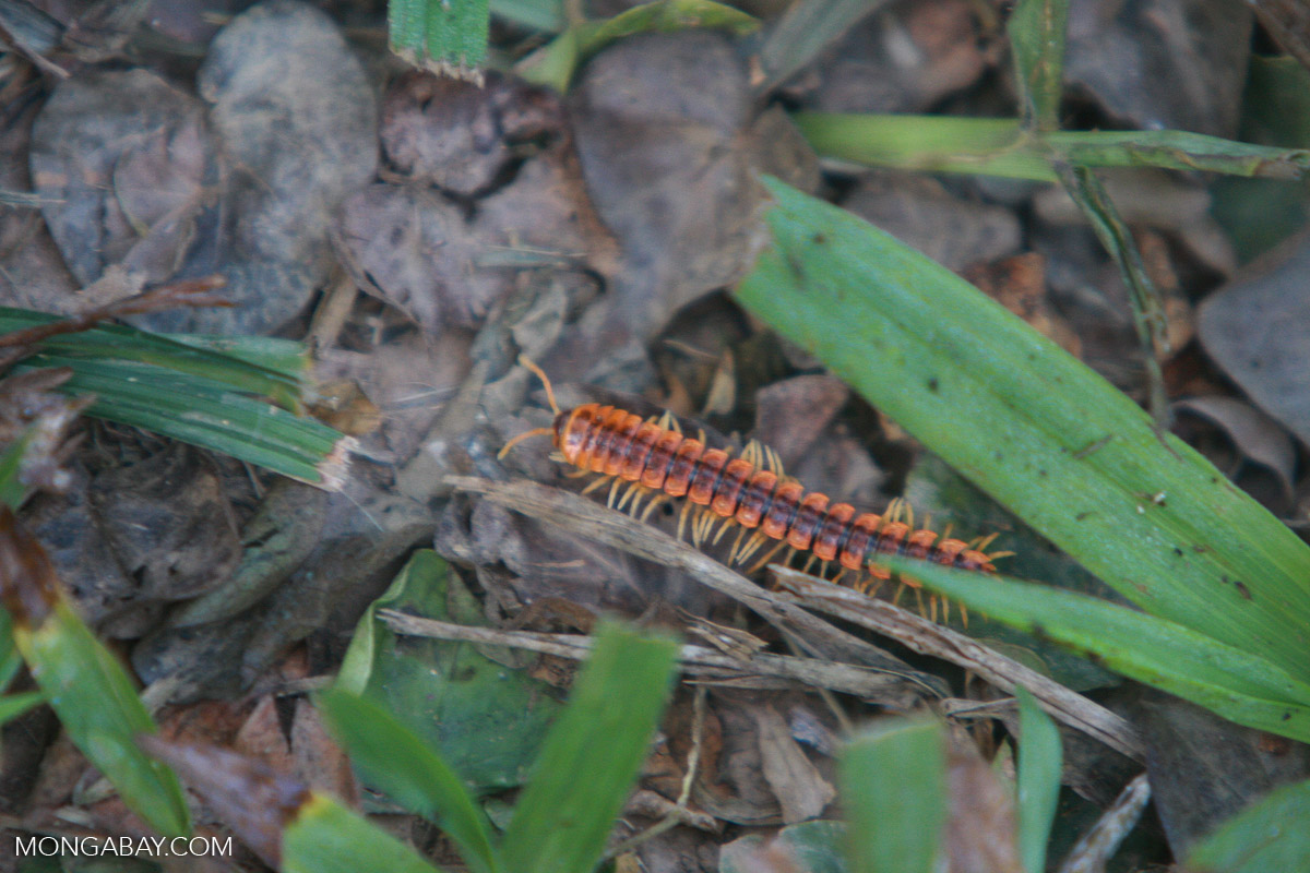 Orange and rust-colored centipede [belize_8352]