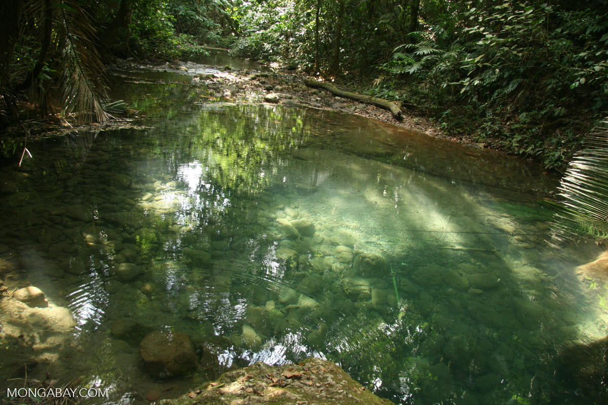 Rainforest pool [belize_8407]