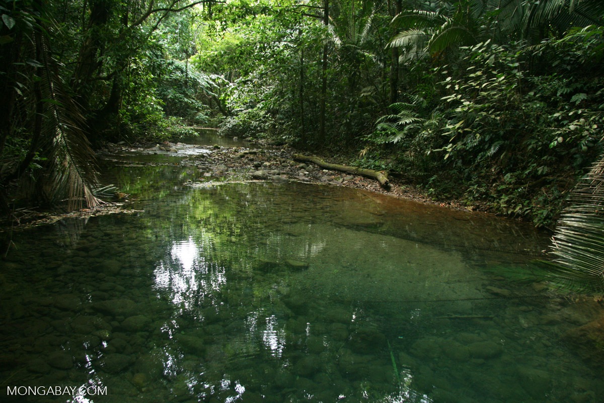 Rainforest pool [belize_8411z]