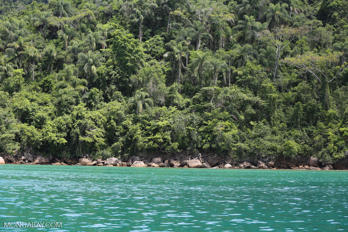 Atlantic rainforest in Brazil [brazil_154736]