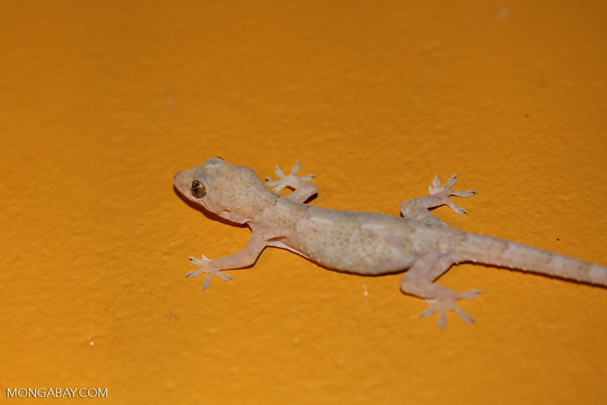 Brazilian house gecko [brazil_154796]