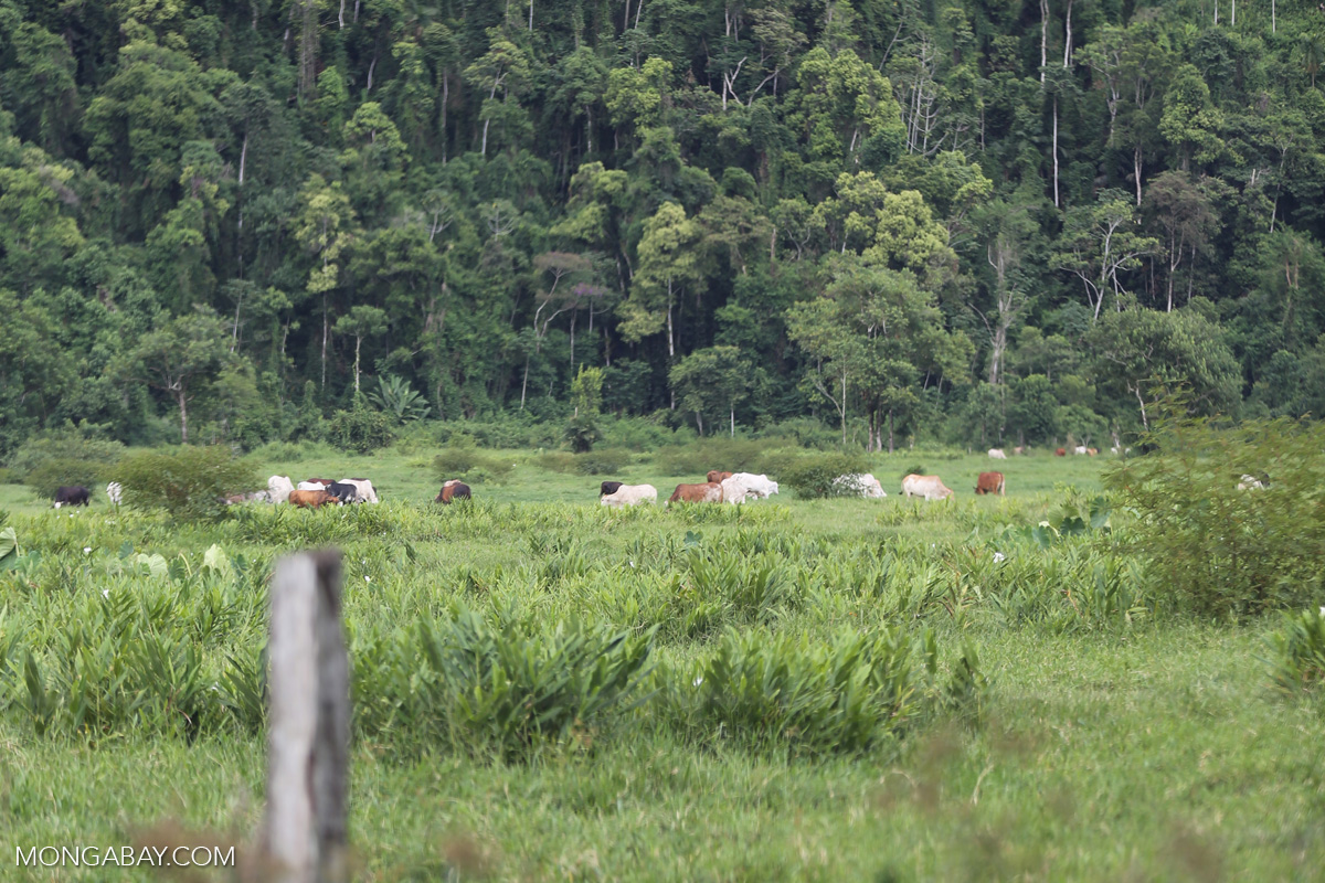 Cattle ranching in Brazil [brazil_155228]