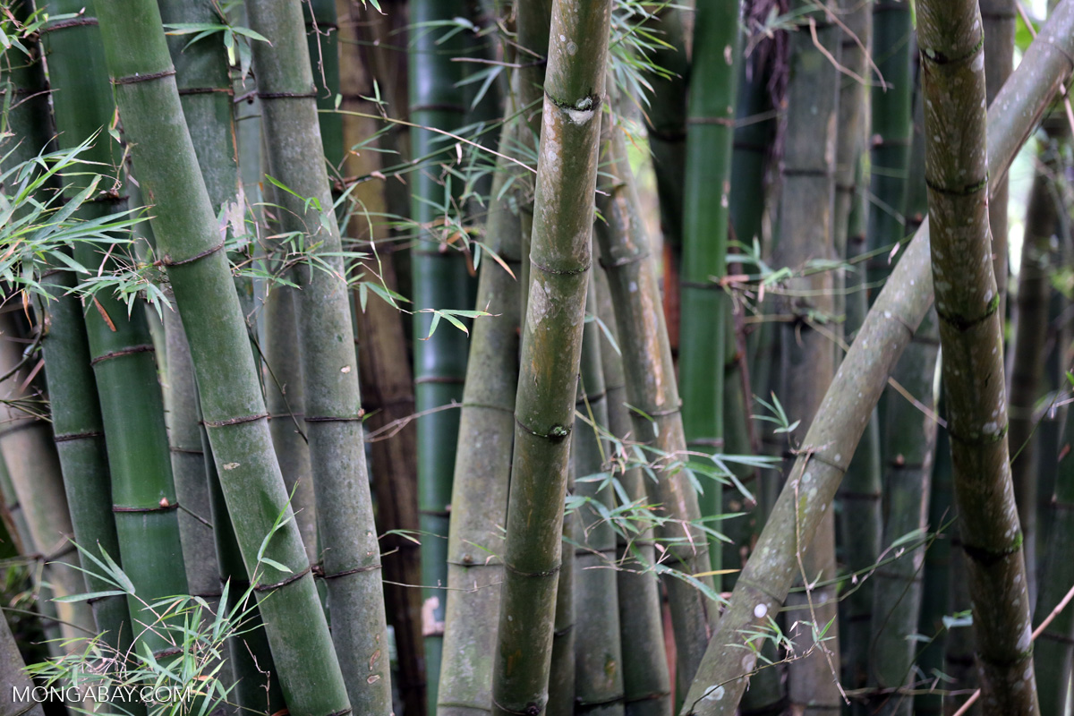Bamboo [brazil_155400]