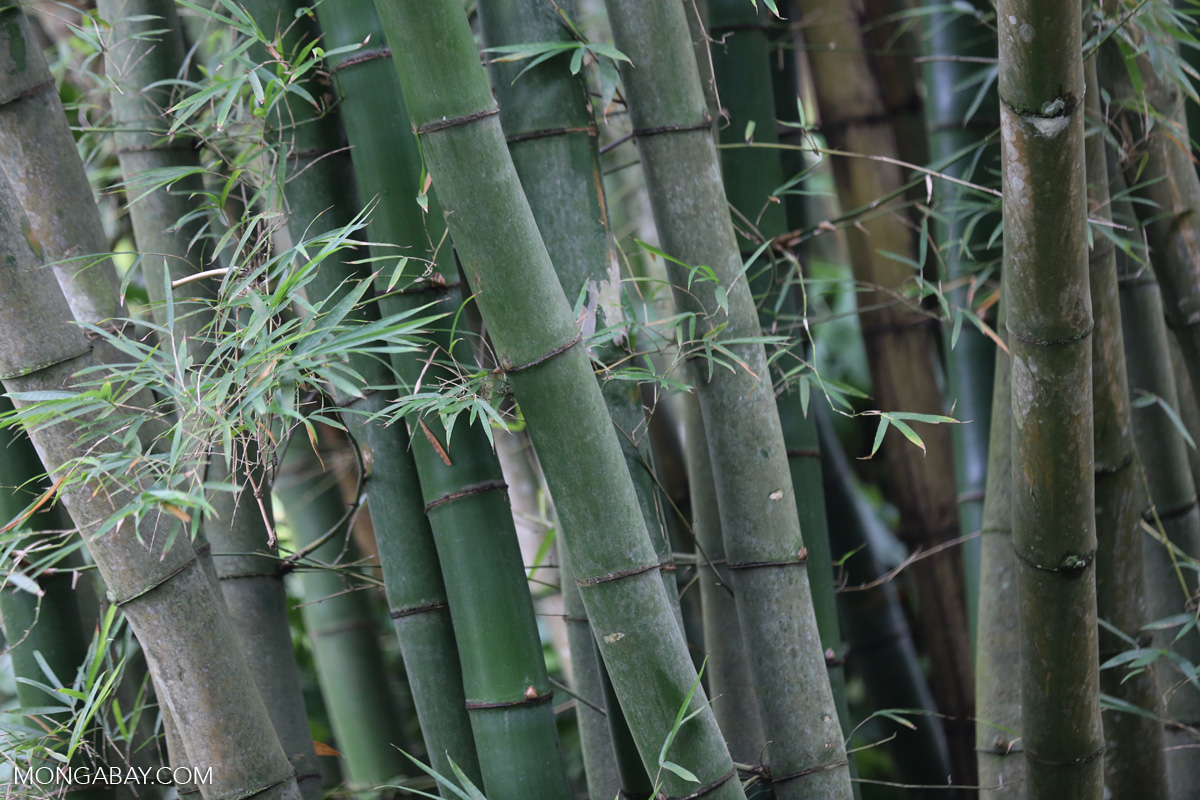 Bamboo [brazil_155408]