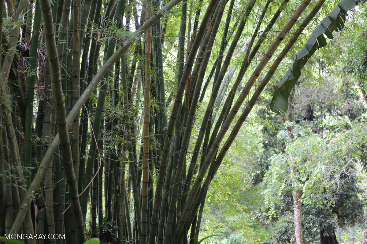 Bamboo [brazil_155409]