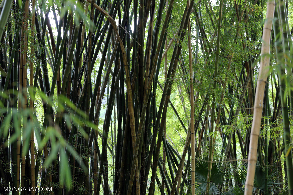 Bamboo [brazil_155425]