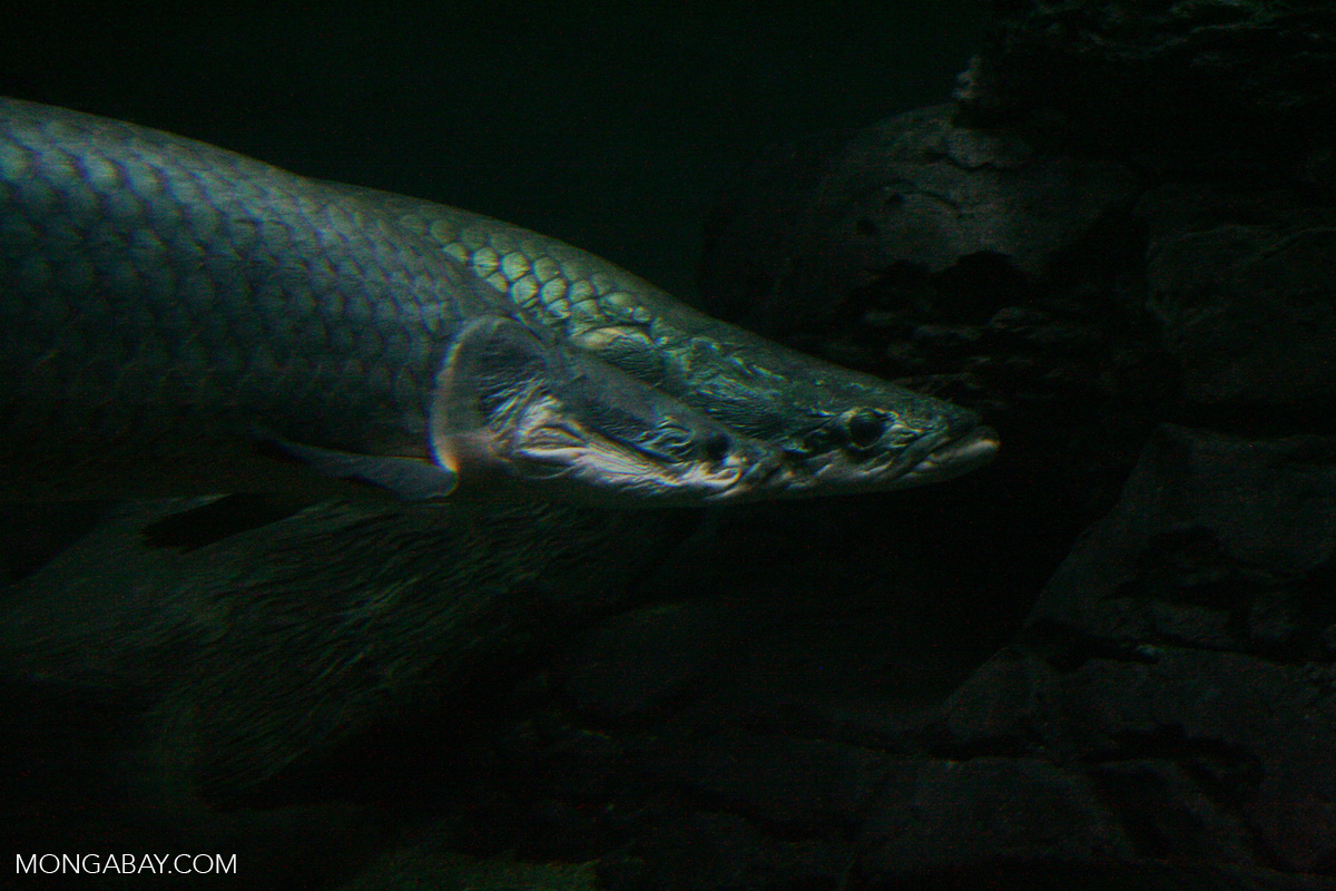 Pair of Arapaima